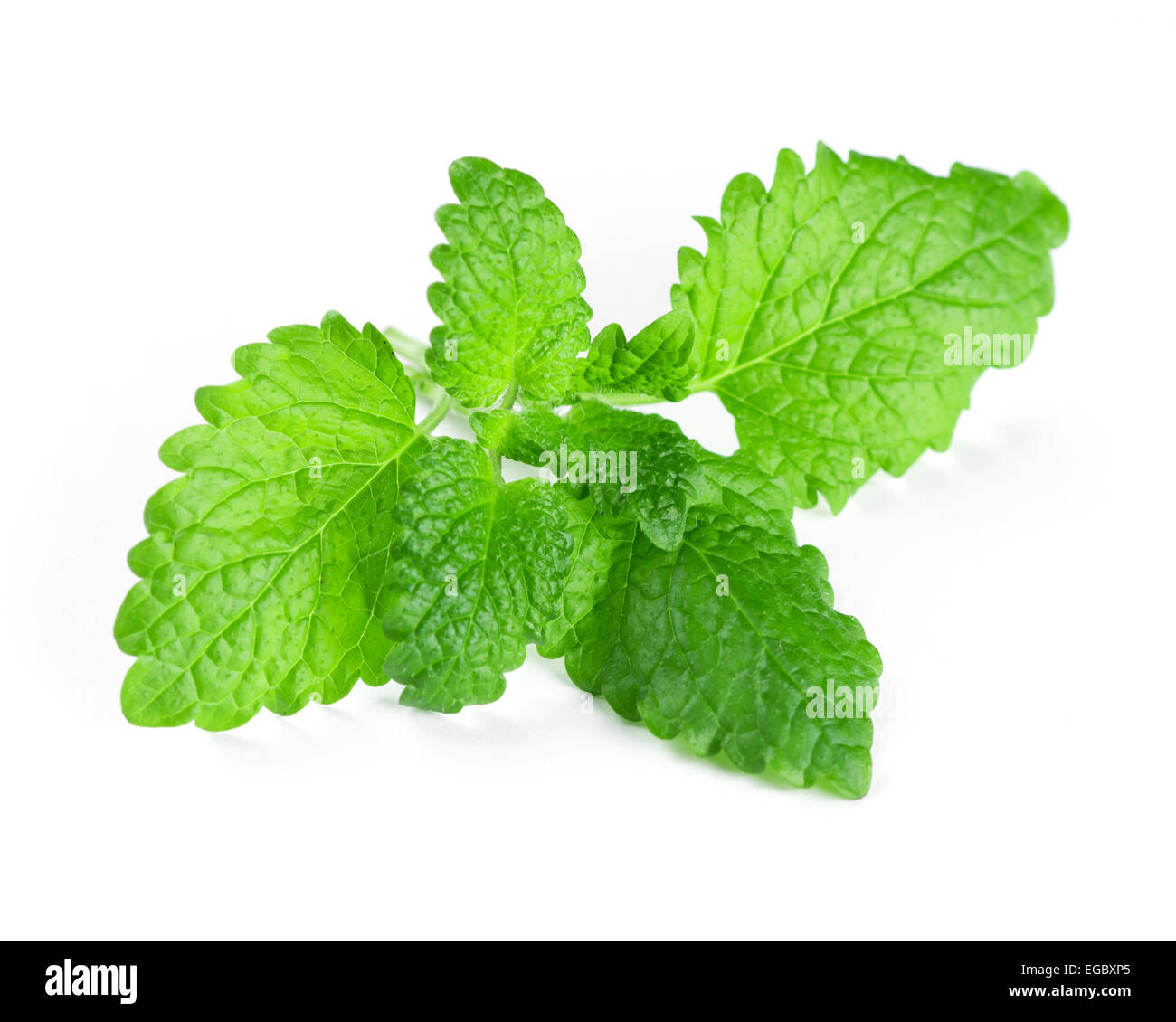 Fresh mint closeup on white background Stock Photo - Alamy