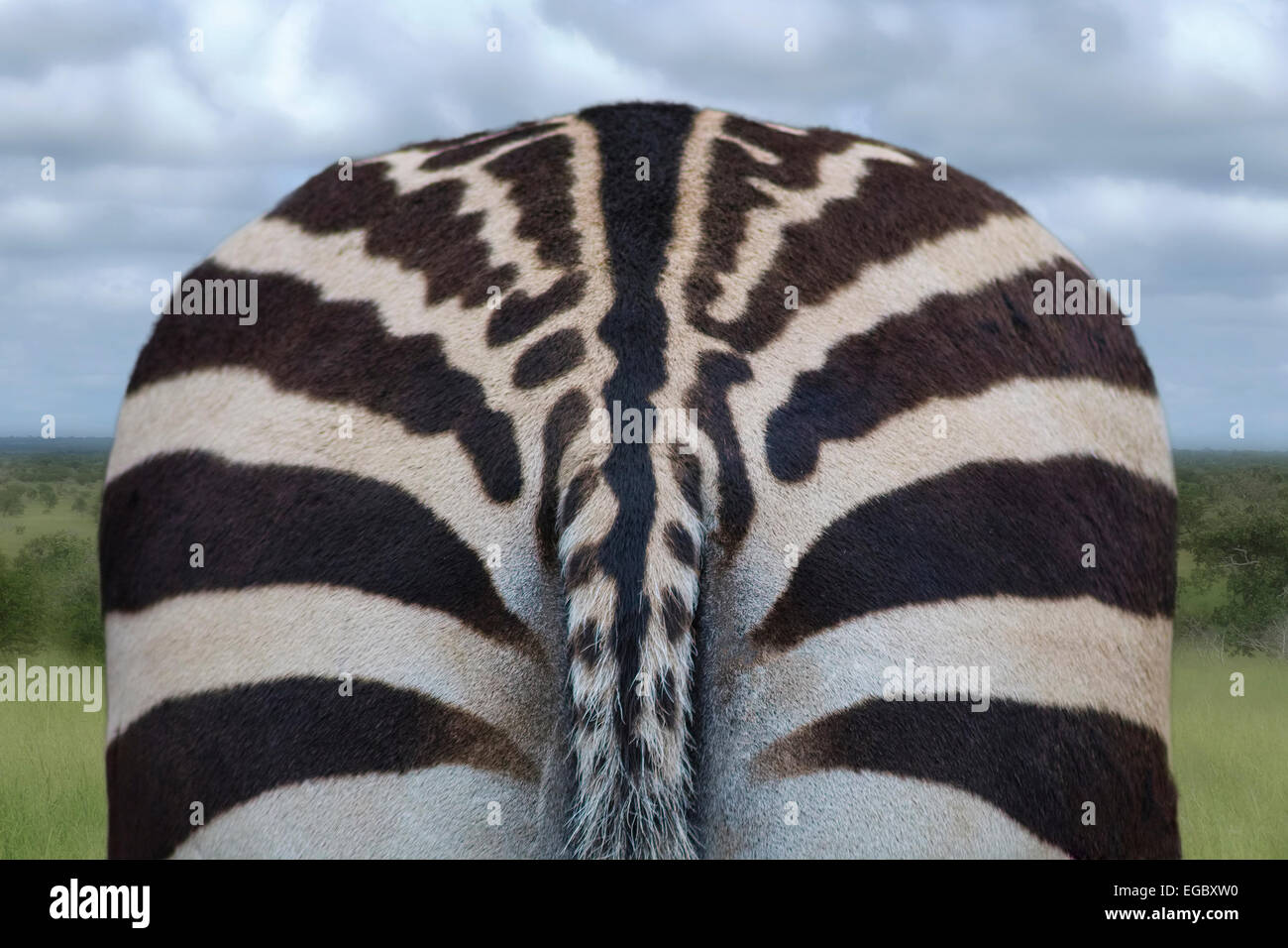 Bottom of a zebra with stripes in savanna, background Stock Photo - Alamy