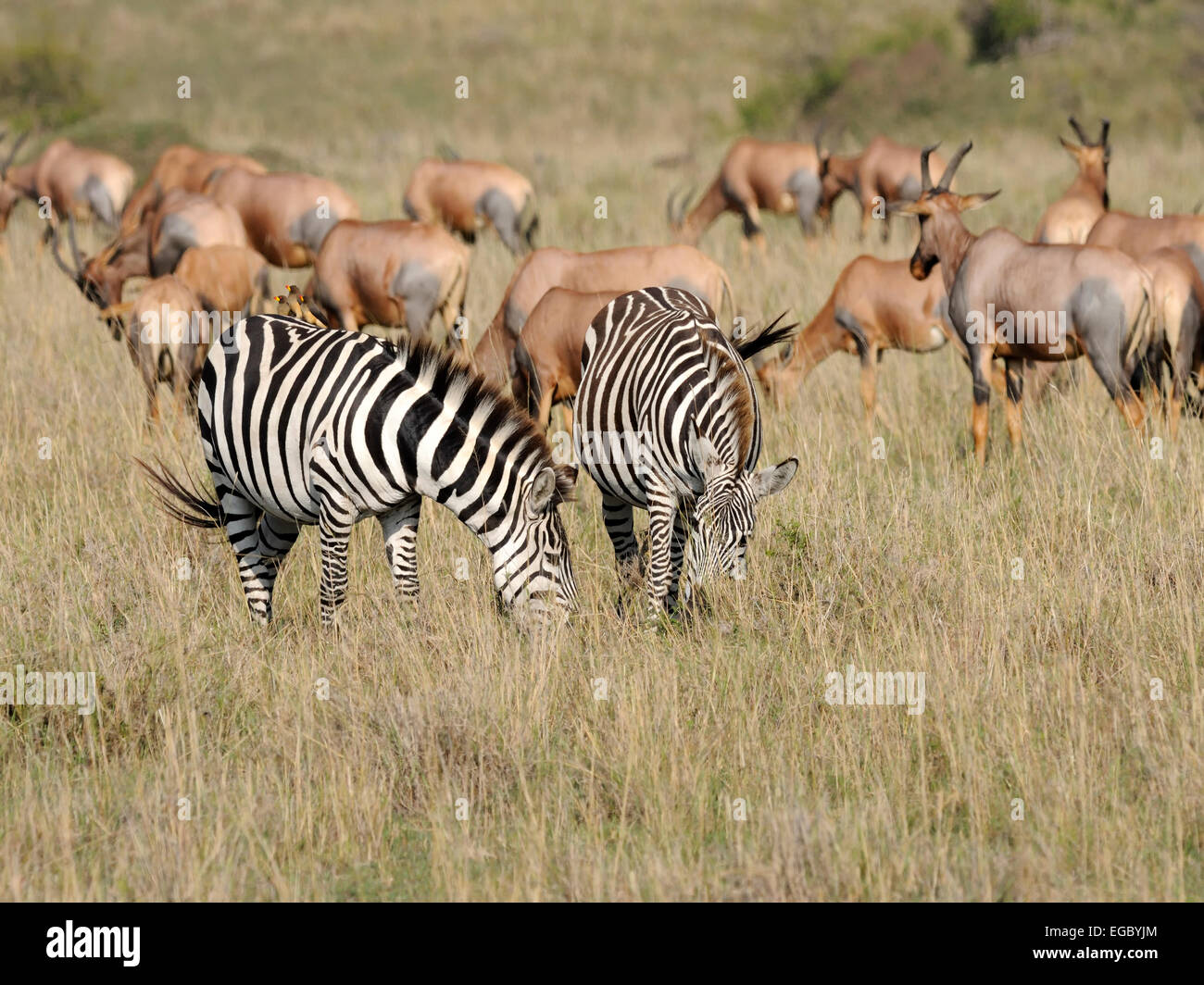 Kenyan zebra hi-res stock photography and images - Alamy