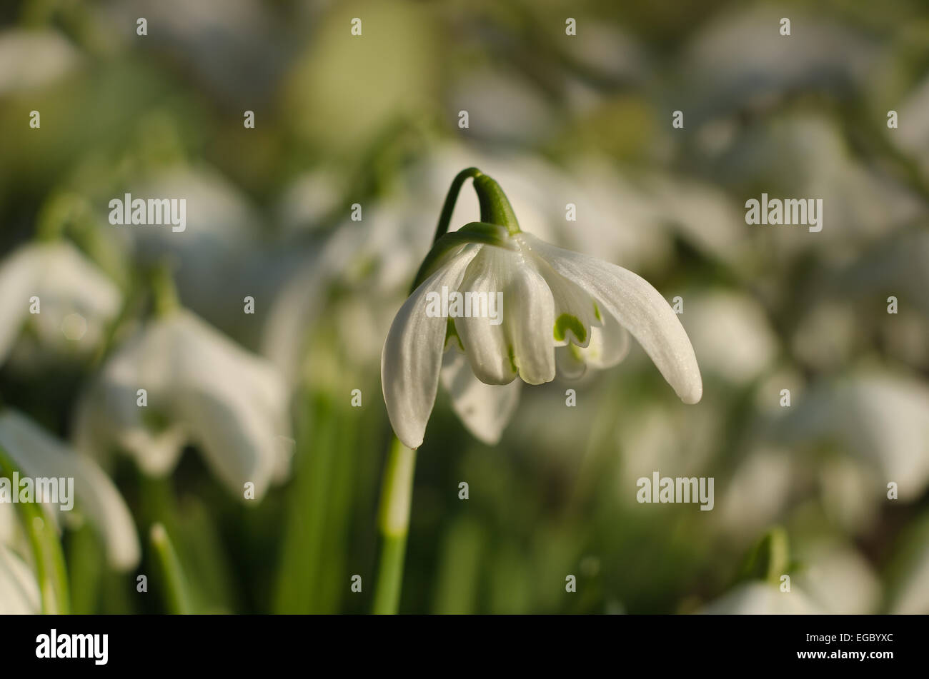 first flowers of new year, close up common snowdrops in sunshine Stock ...