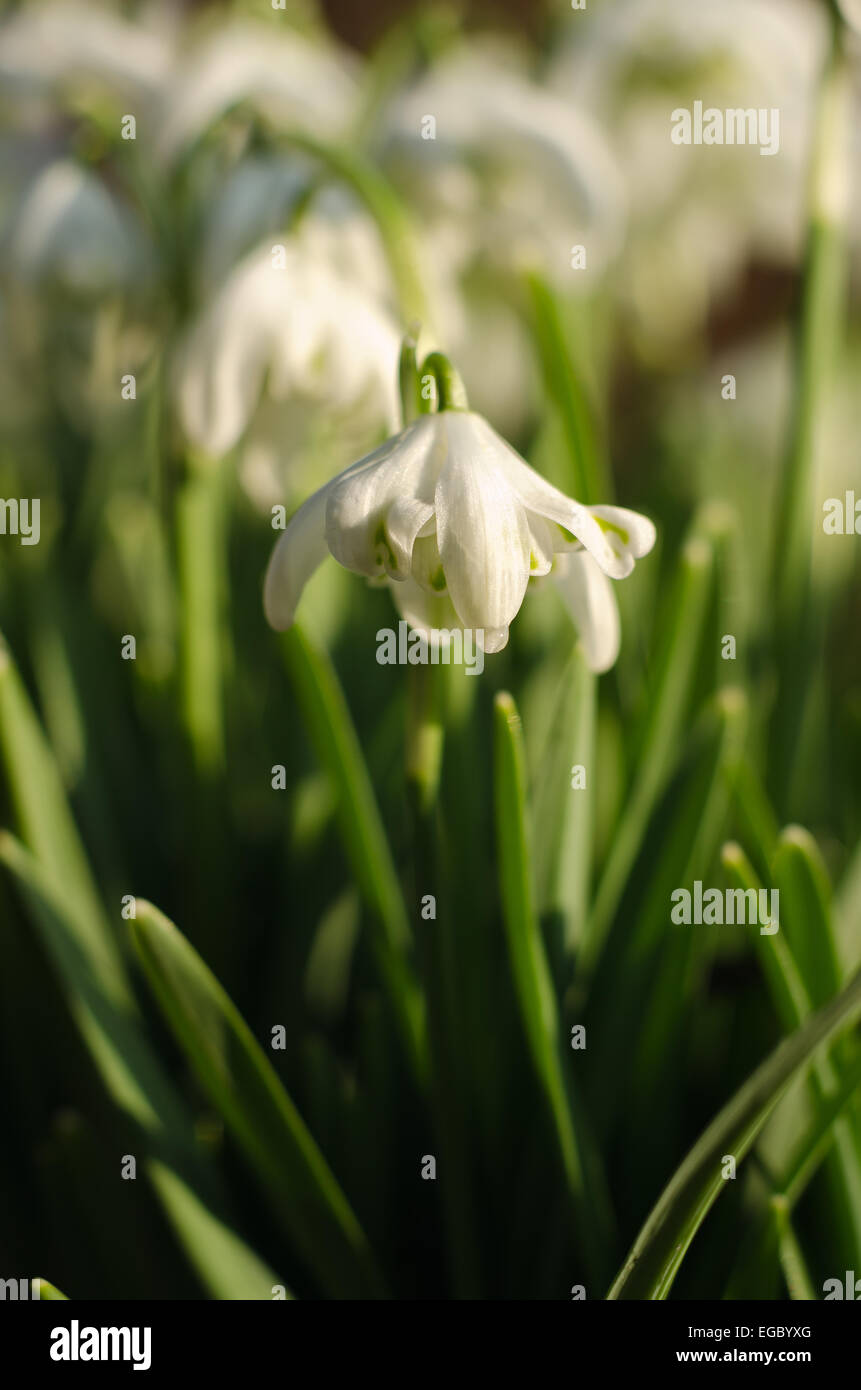 first flowers of new year, close up common snowdrops in sunshine Stock ...