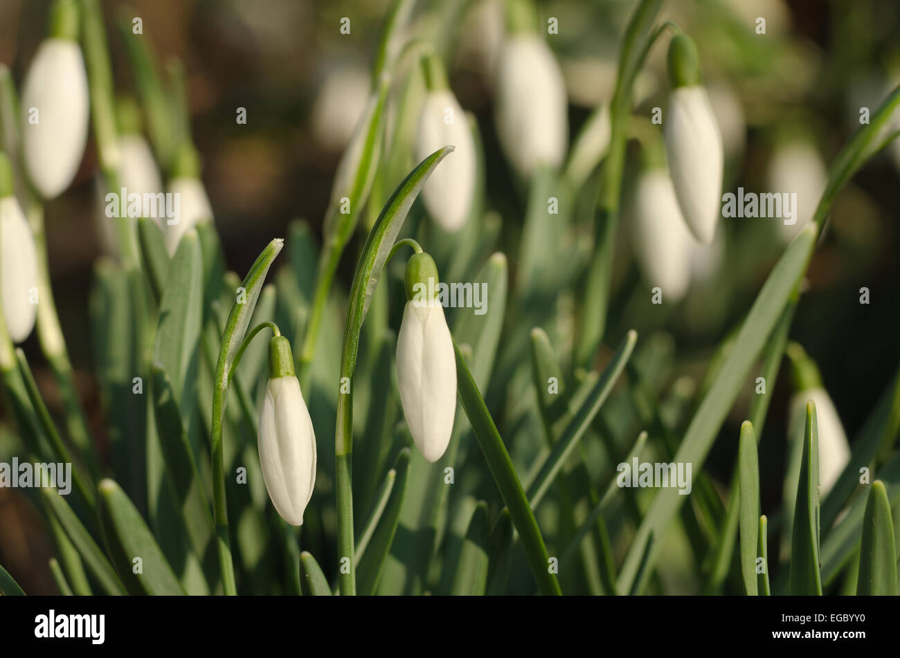 first flowers of new year, close up common snowdrops in sunshine Stock ...