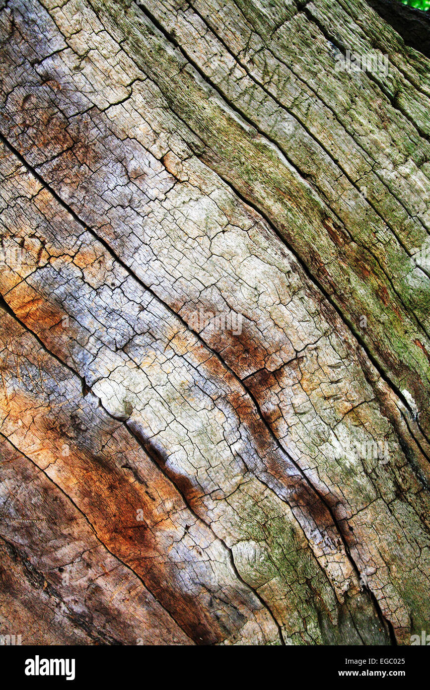 weathered and stained tree bark Stock Photo - Alamy