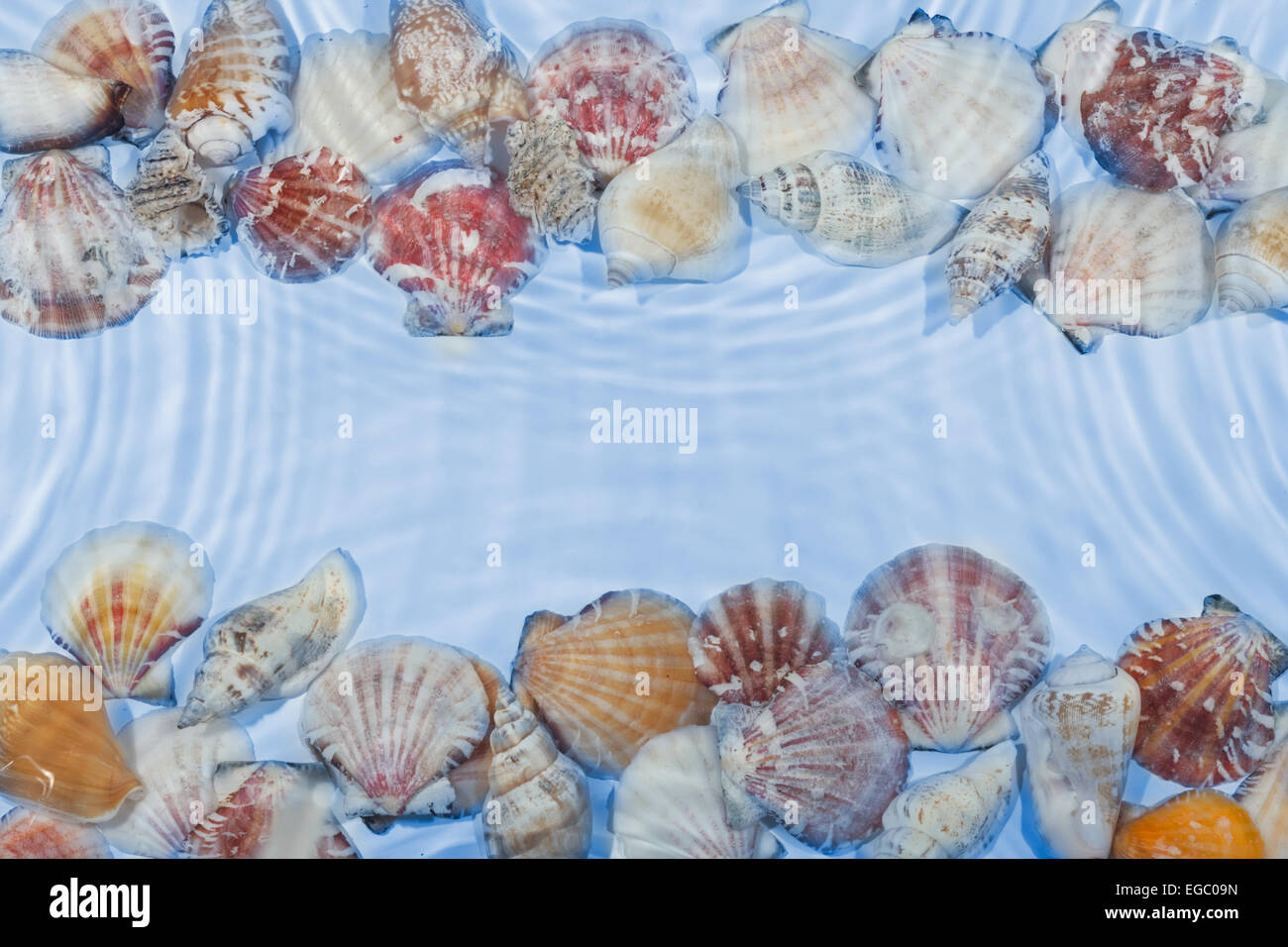 Line of sea shells in the water, with space for your text Stock Photo ...