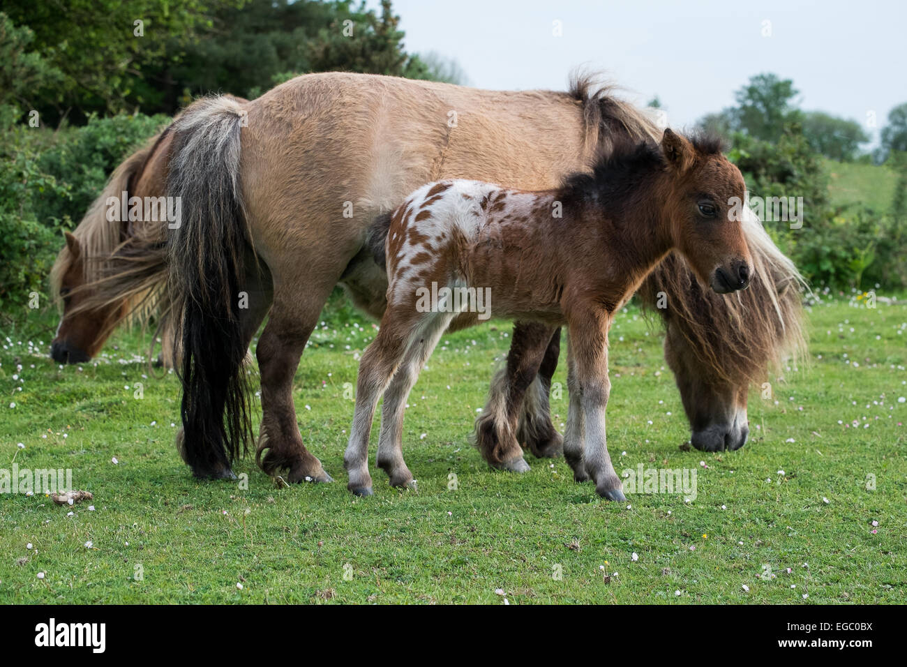 New Forest Ponies and Foal in National Park Stock Photo - Alamy