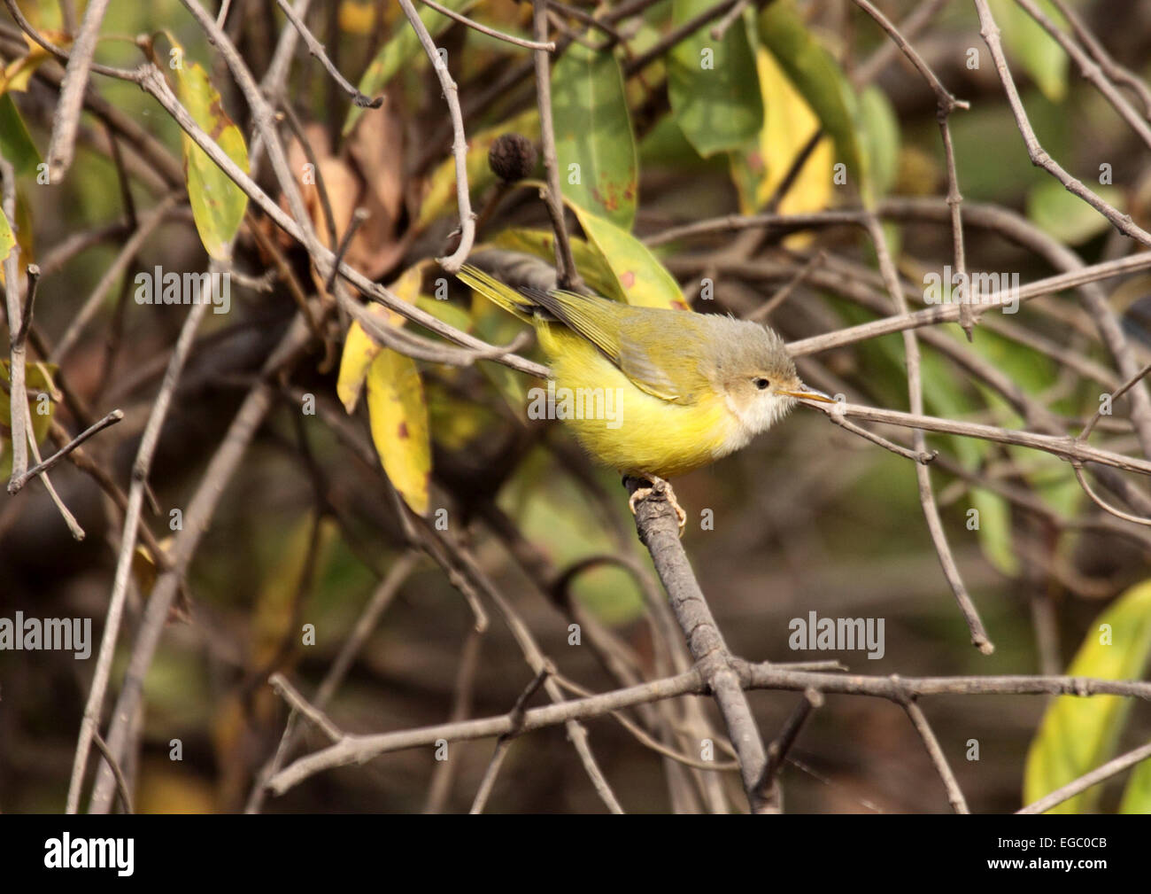 Green-backed eremomela in tree canopy in Southern Senegal Stock Photo ...