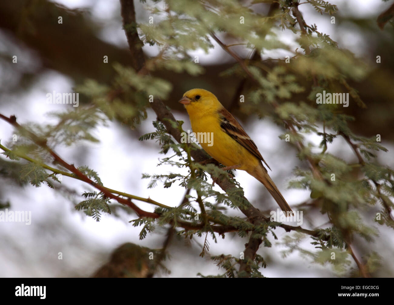 Sudan golden sparrow perched in tree in Northen Senegal Stock Photo - Alamy