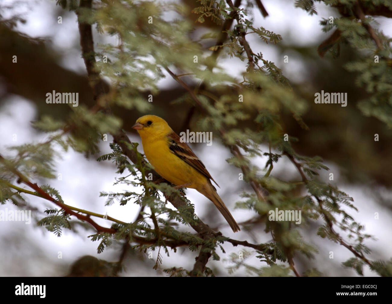 Sudan golden sparrow hi-res stock photography and images - Alamy