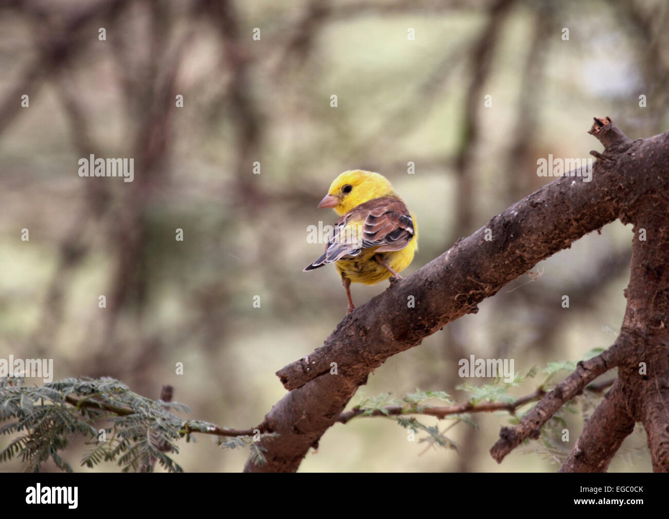 Sudan golden sparrow hi-res stock photography and images - Alamy