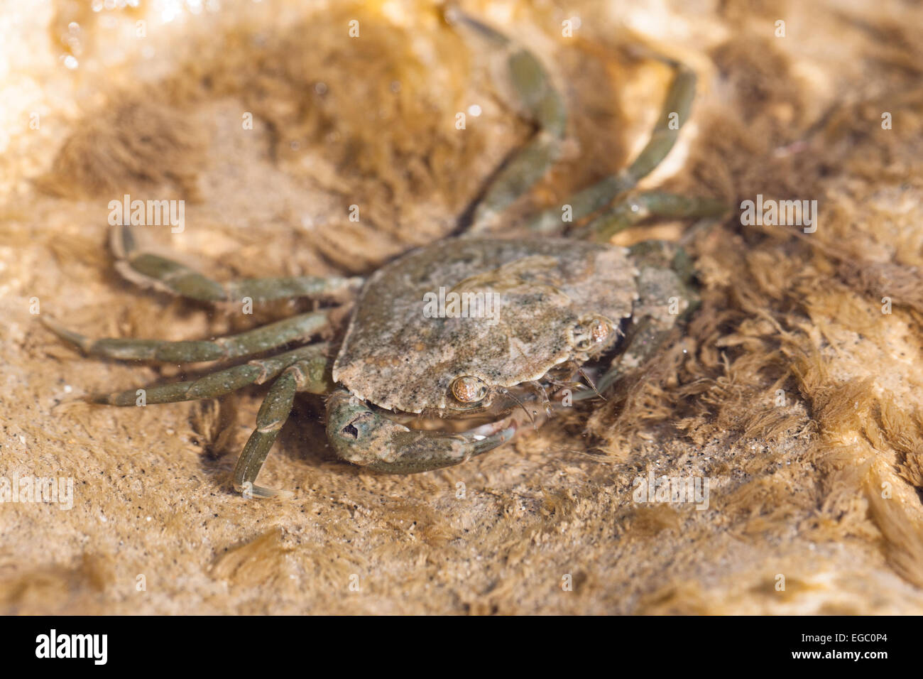 A Shore crab in the UK Stock Photo - Alamy