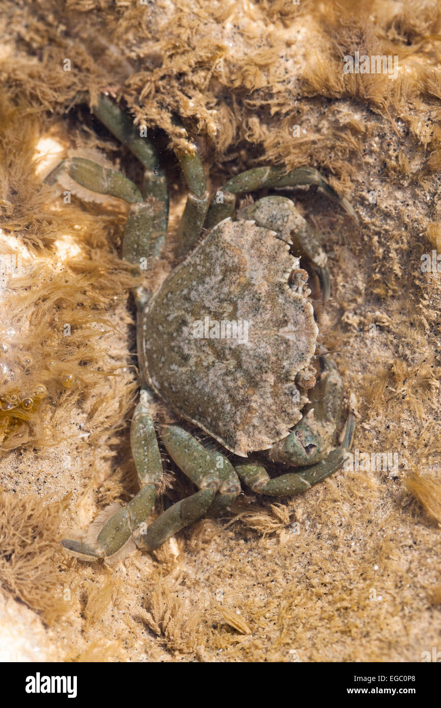 A Shore crab in the UK Stock Photo - Alamy