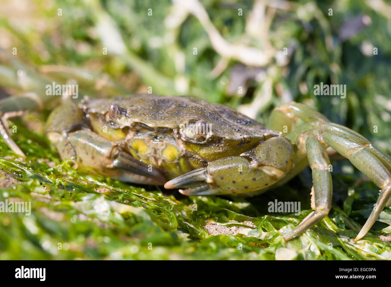 A Shore crab in the UK Stock Photo - Alamy