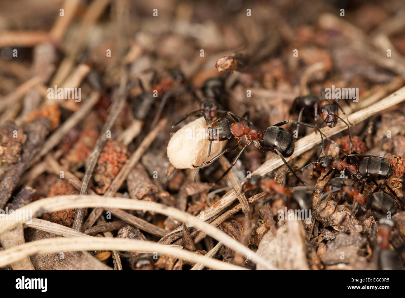 Wood ants with egg Stock Photo - Alamy