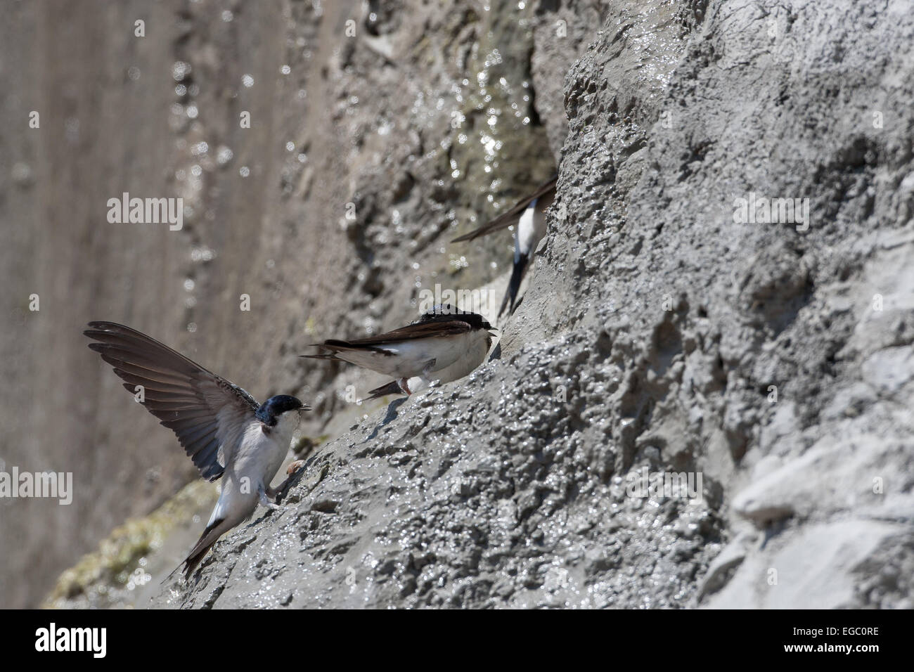 House martins collecting nesting mud Stock Photo - Alamy