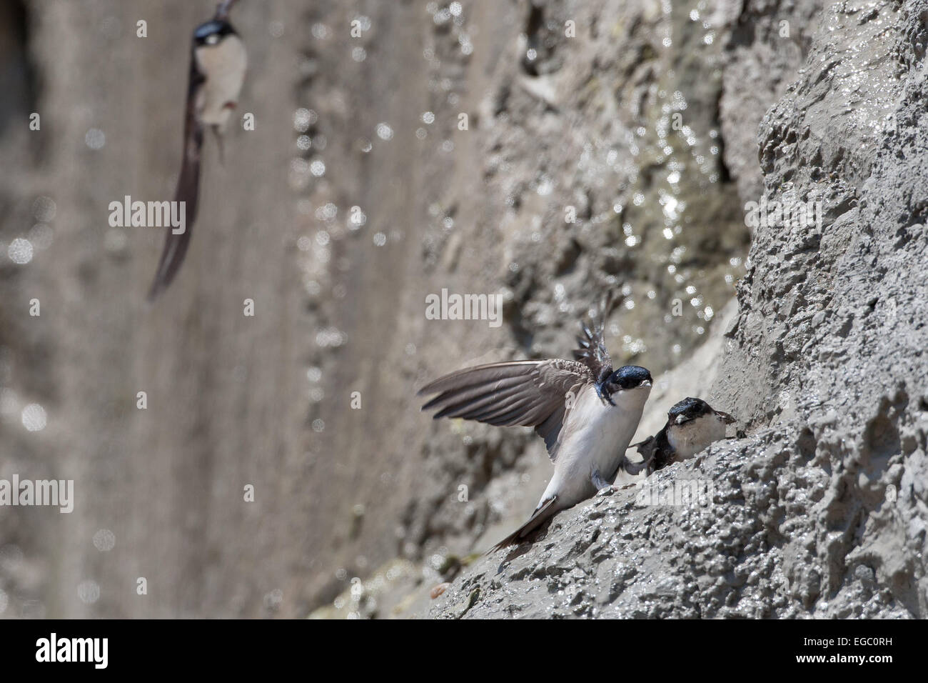 House martins collecting nesting mud Stock Photo - Alamy