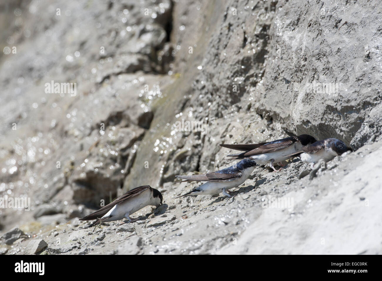 House martins collecting nesting mud Stock Photo - Alamy