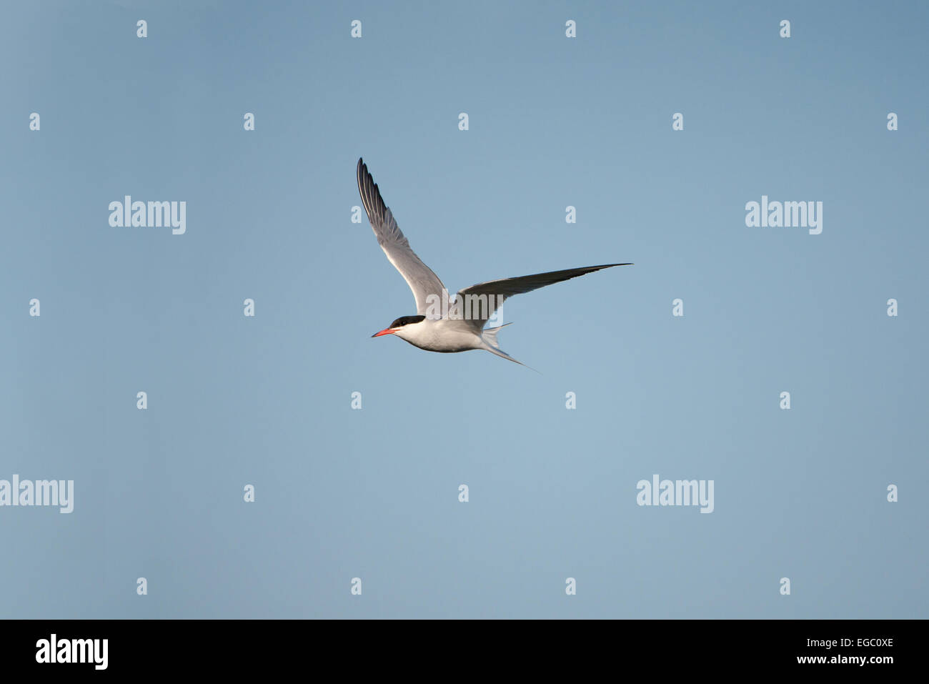 Common tern in flight Stock Photo - Alamy