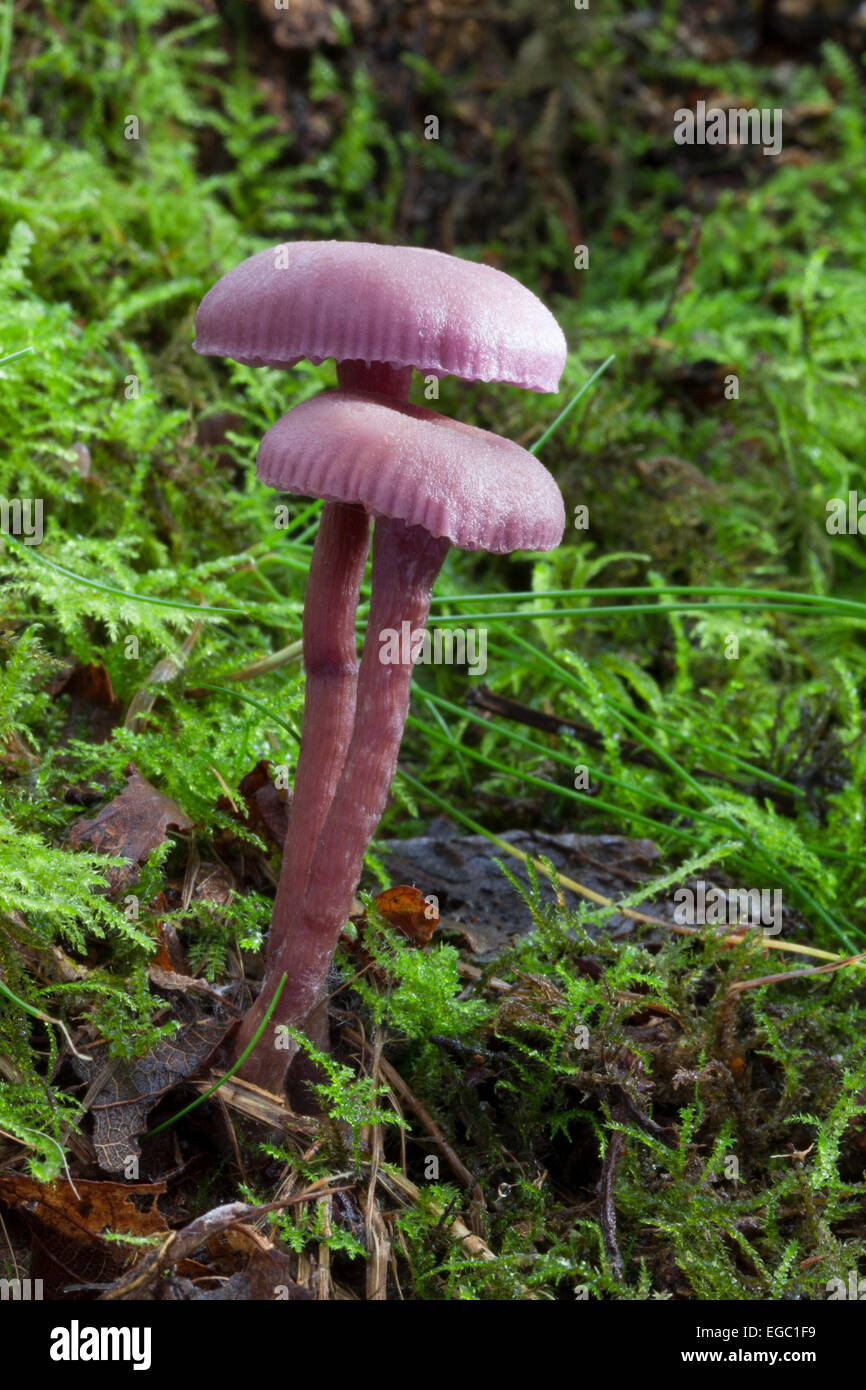 Amethyst deceiver mushroom uk hi-res stock photography and images - Alamy