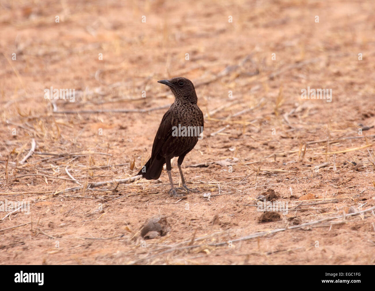 Northern anteater chat on termite mound in Senegal Stock Photo - Alamy