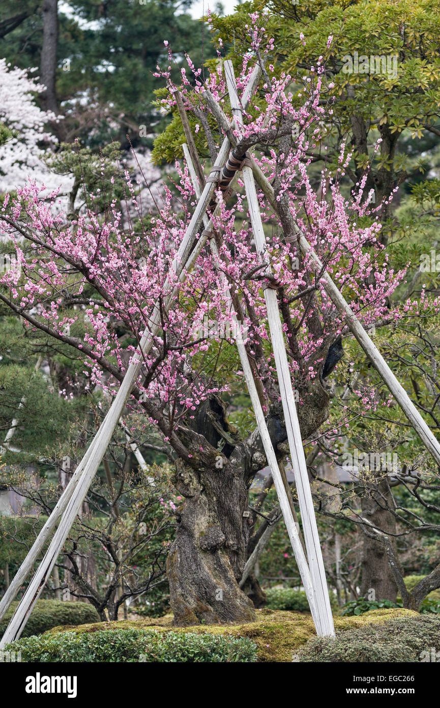Spring Kenrokuen Gardens High Resolution Stock Photography and Images ...