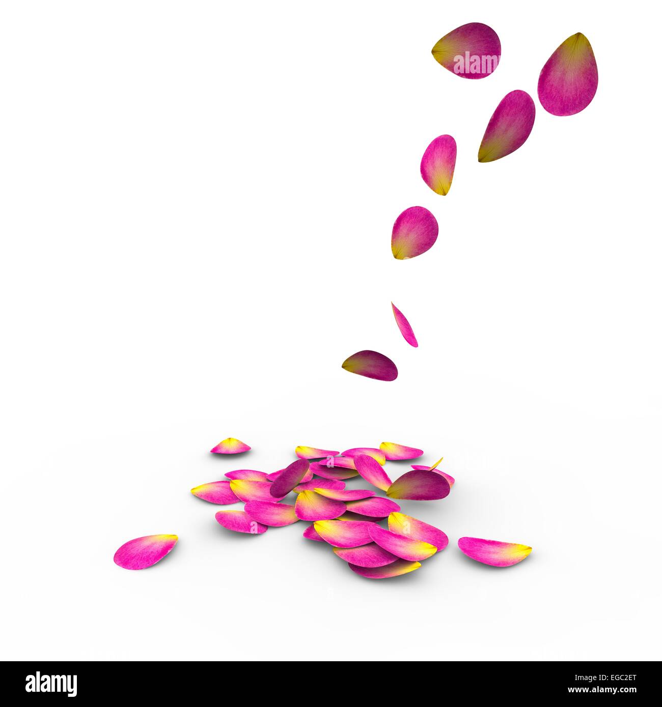Rose petals fly and fall to the floor on an isolated background Stock ...