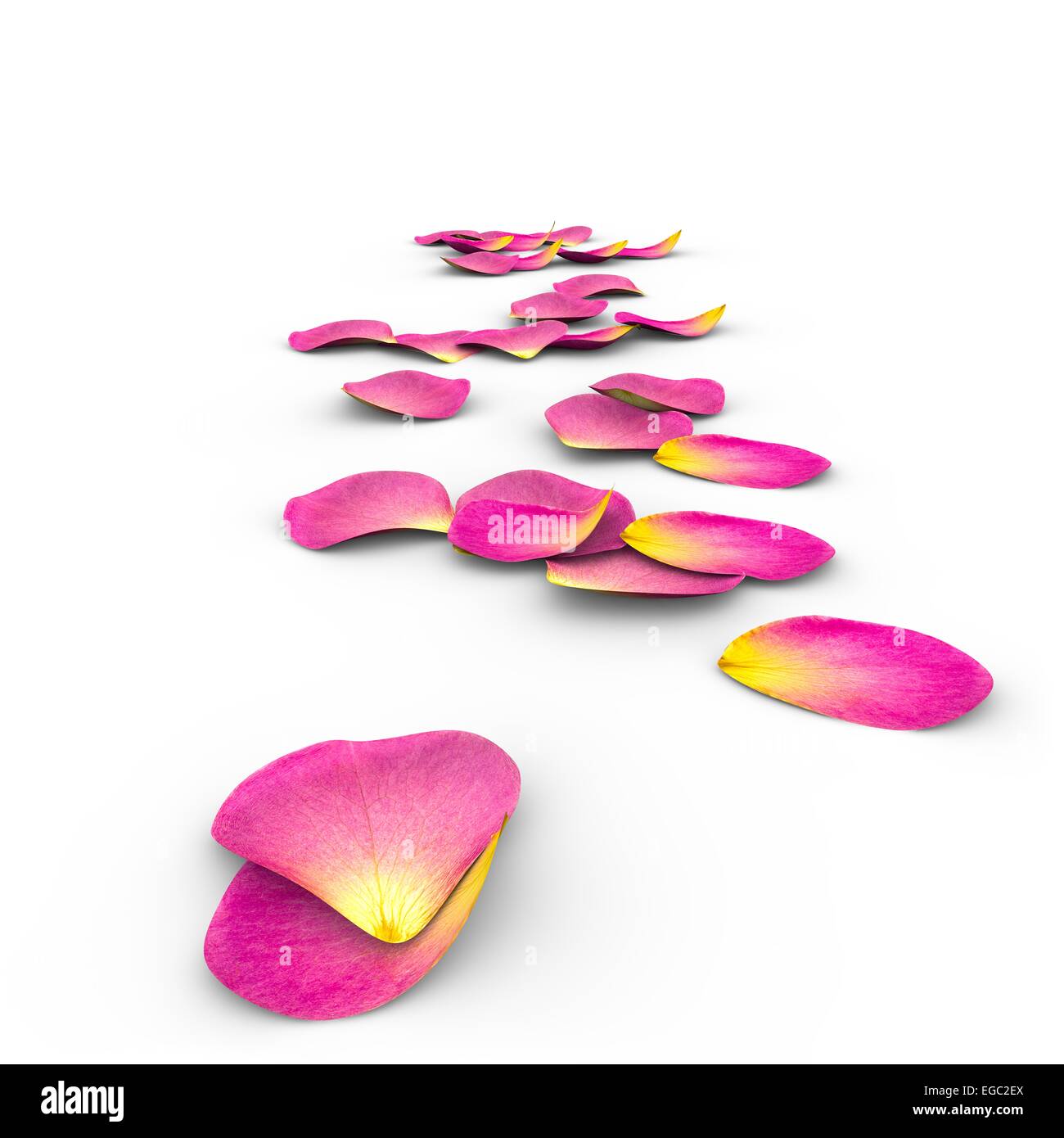 Rose petals scattered on the floor on an isolated background Stock ...