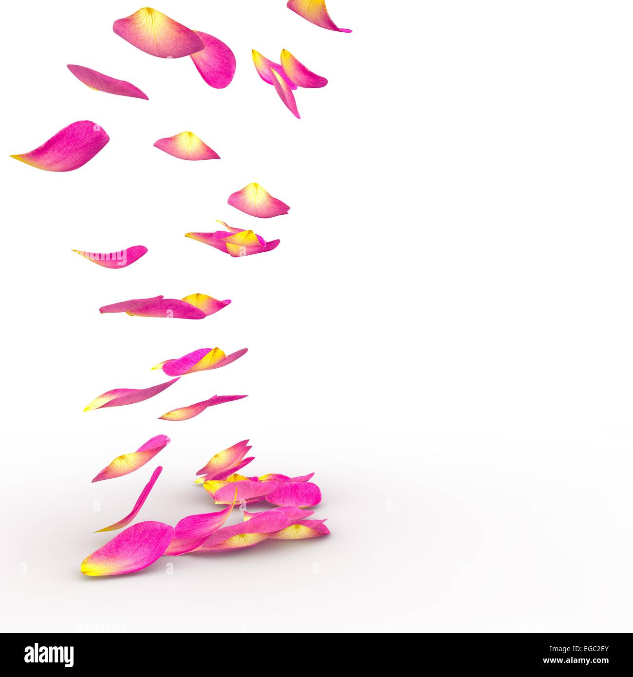Rose petals fly and fall to the floor on an isolated background Stock ...