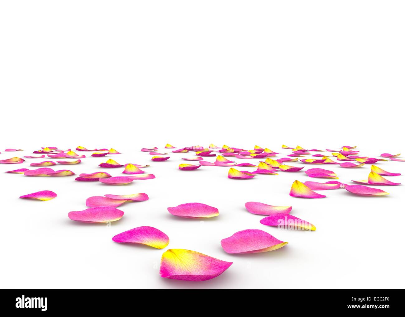 Rose petals scattered on the floor on an isolated background Stock ...