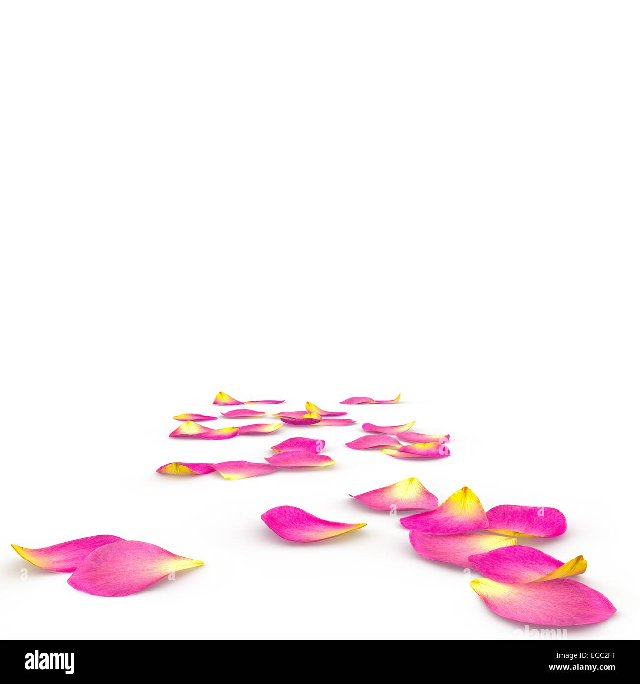 Rose petals fall to the floor. Isolated background Stock Photo - Alamy