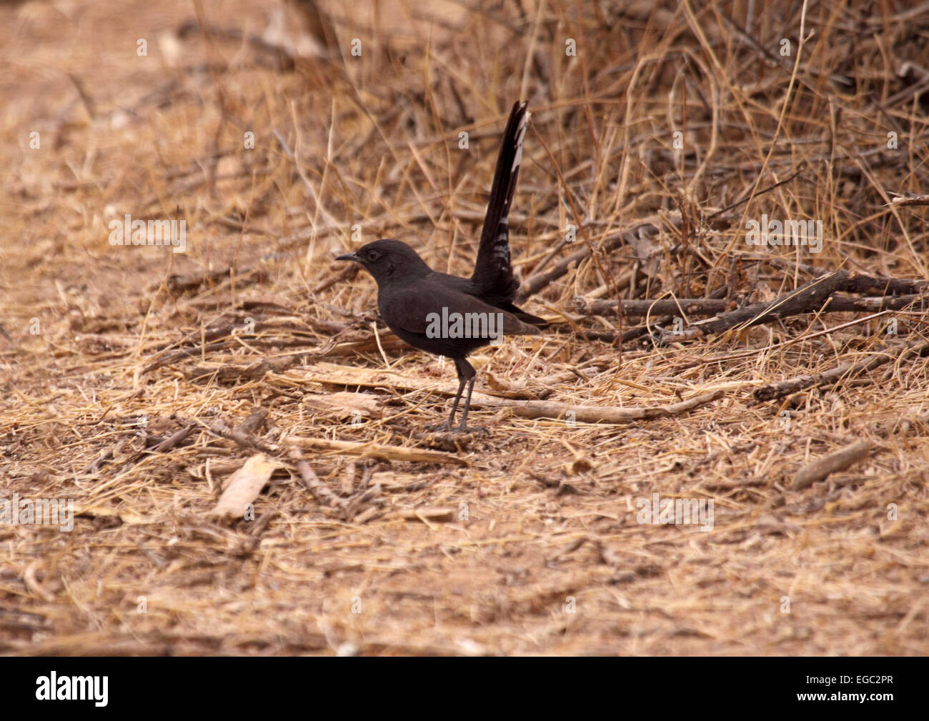 Black scrub robin foraging in scrubby area in Senegal Stock Photo - Alamy
