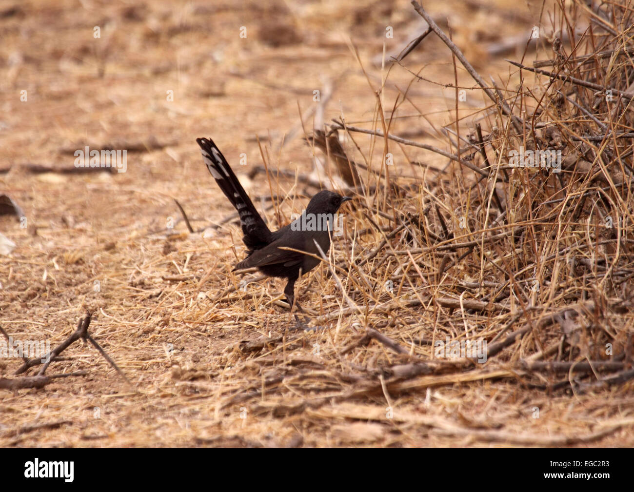 Scrubby vegetation hi-res stock photography and images - Alamy