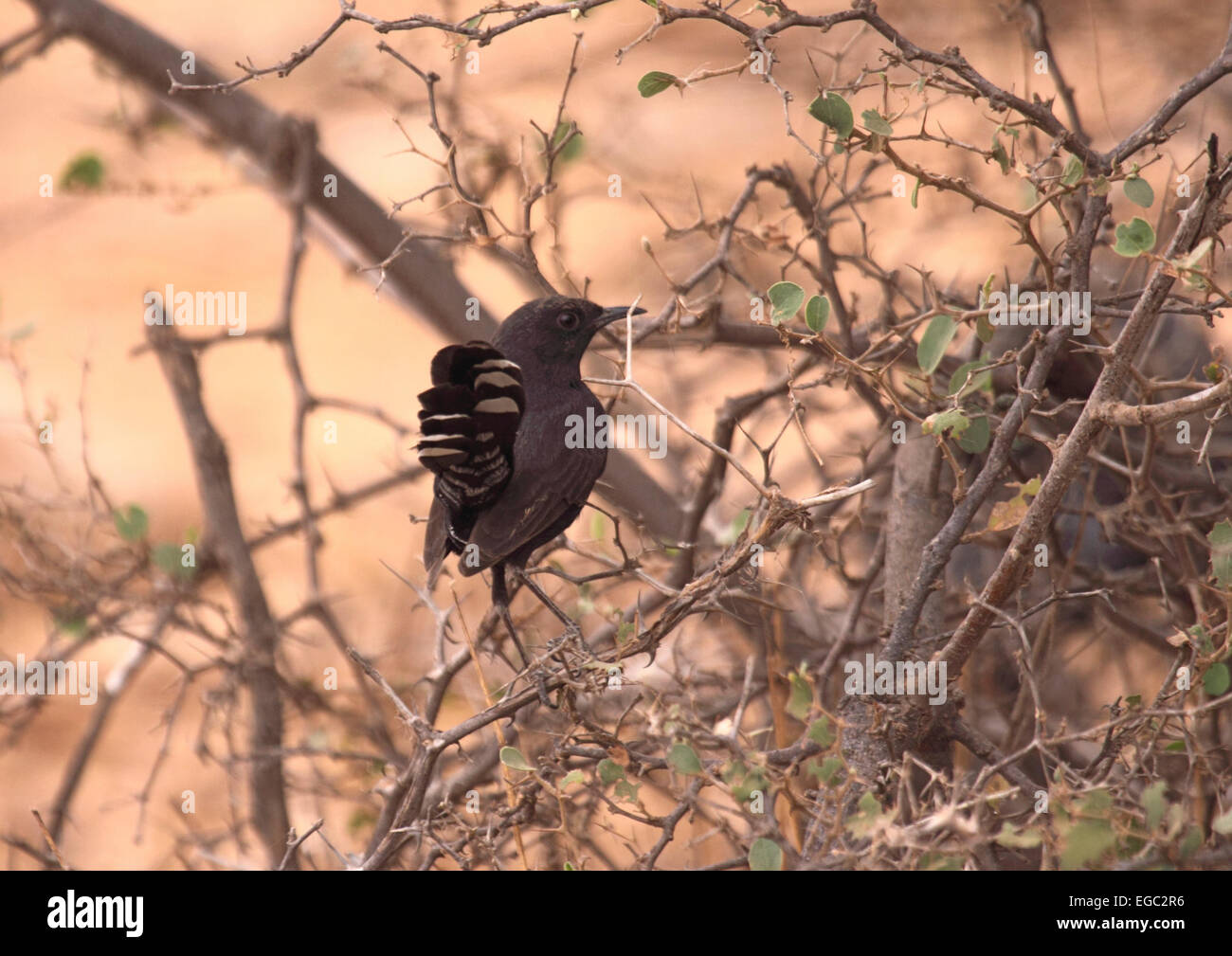 Black scrub robin foraging in scrubby area in Senegal Stock Photo - Alamy