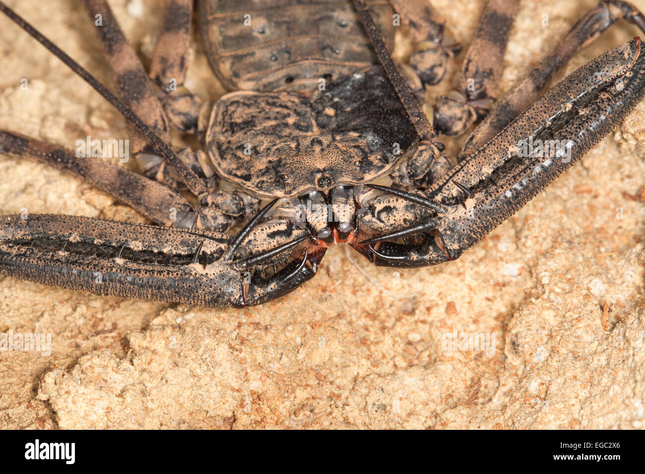 A whip scorpion Stock Photo - Alamy