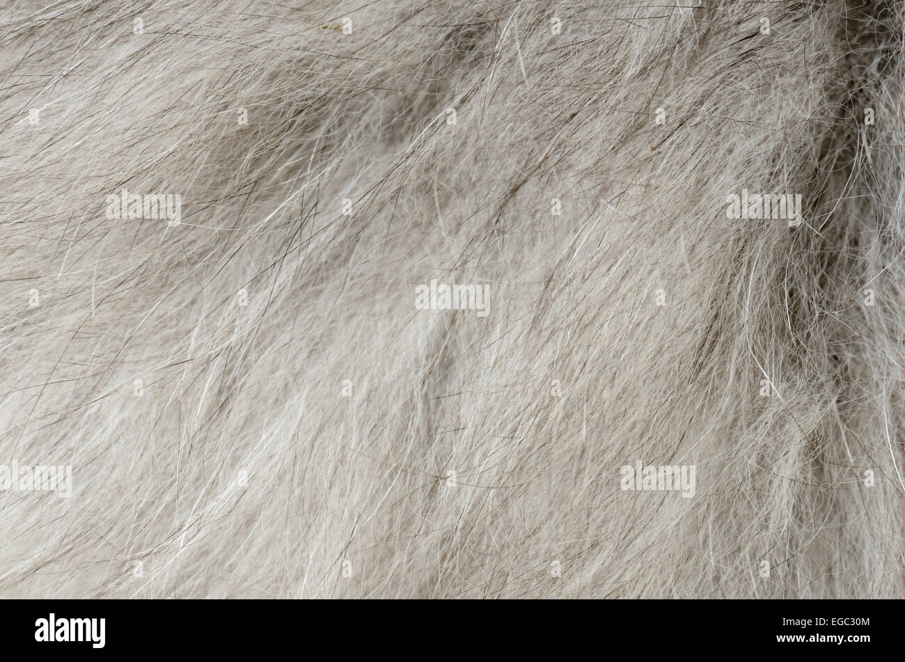 Wool skin hi-res stock photography and images - Alamy