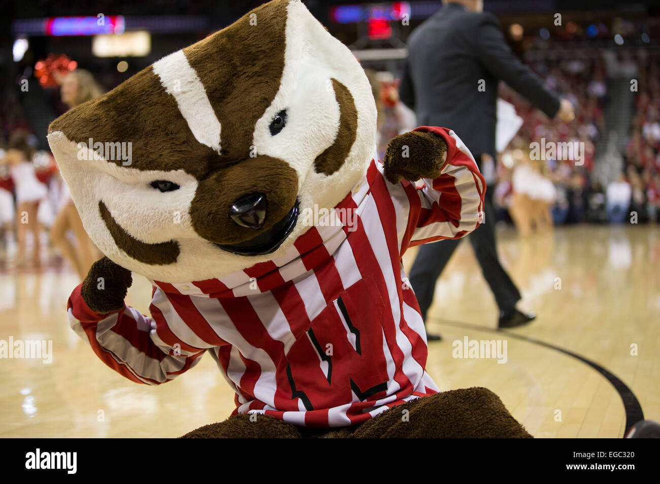 February 21, 2015: Wisconsin Badgers mascot entertains the crowd during ...