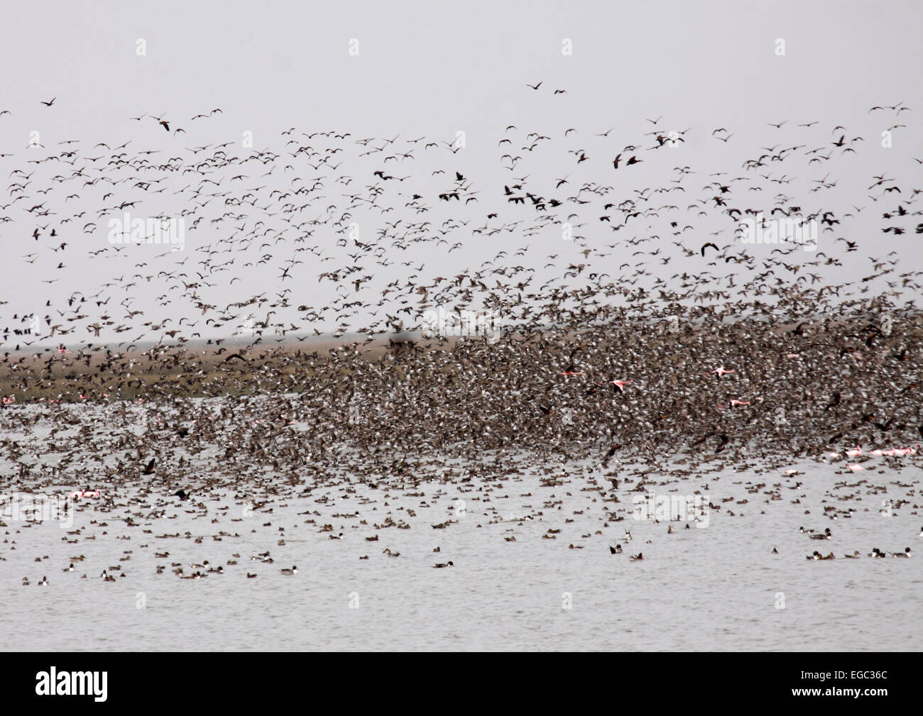Wintering waterfowl flock at Djoudj National Park in Senegal River ...