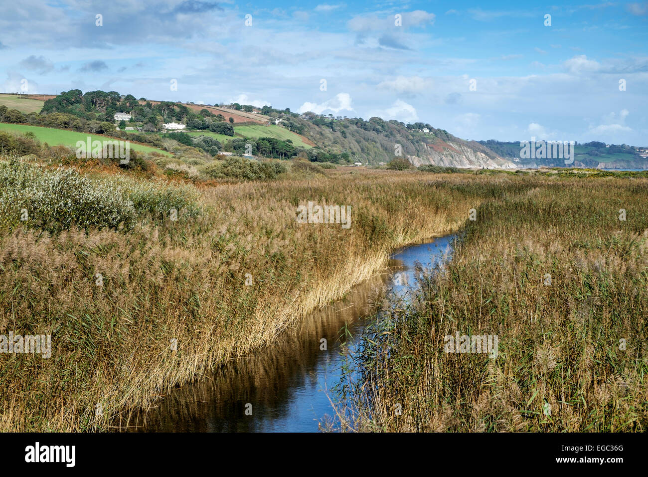 reed bed and water course at Slapton Ley in south Devon Stock Photo - Alamy