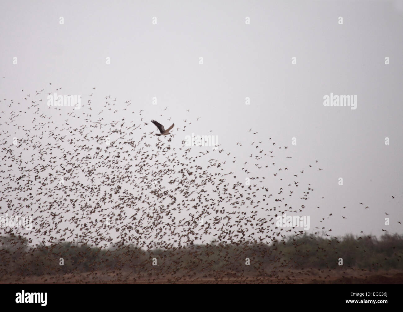 Mobbing in animals hi-res stock photography and images - Alamy