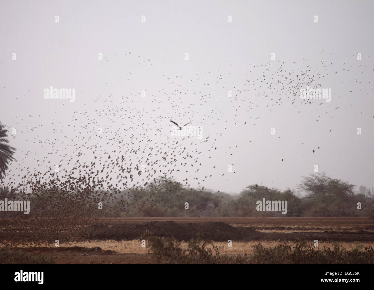Mobbing in animals hi-res stock photography and images - Alamy