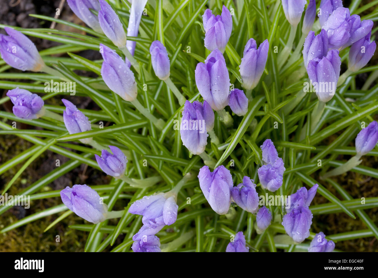 Crocus buds in Spring Stock Photo - Alamy