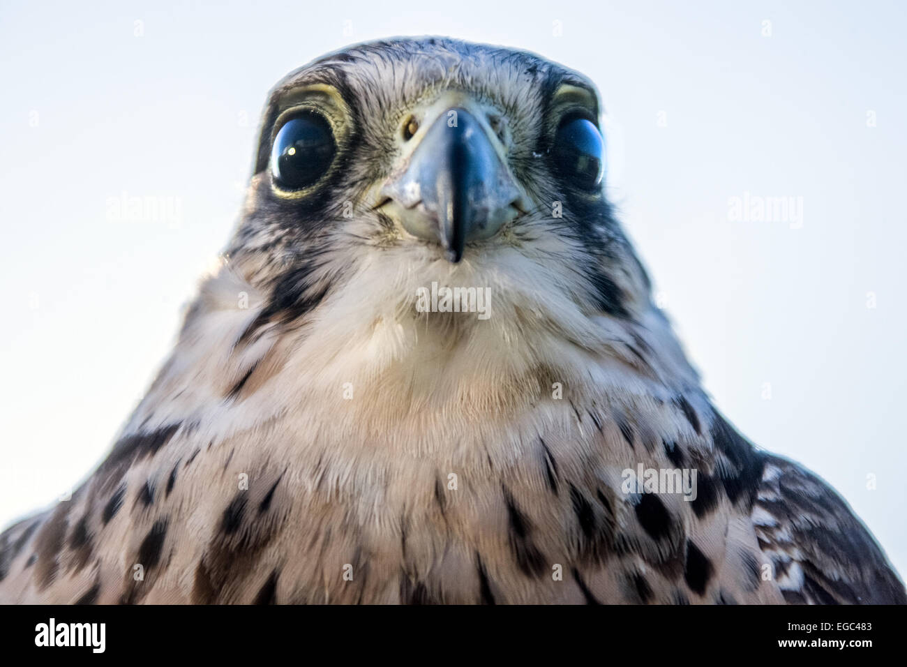 Lanner falcon (Falco biarmicus Stock Photo - Alamy