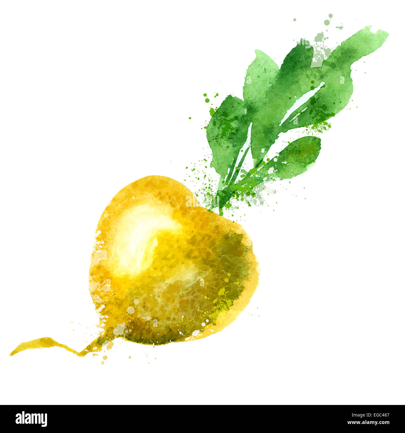 watercolor. turnips on a white background. vector illustration Stock ...