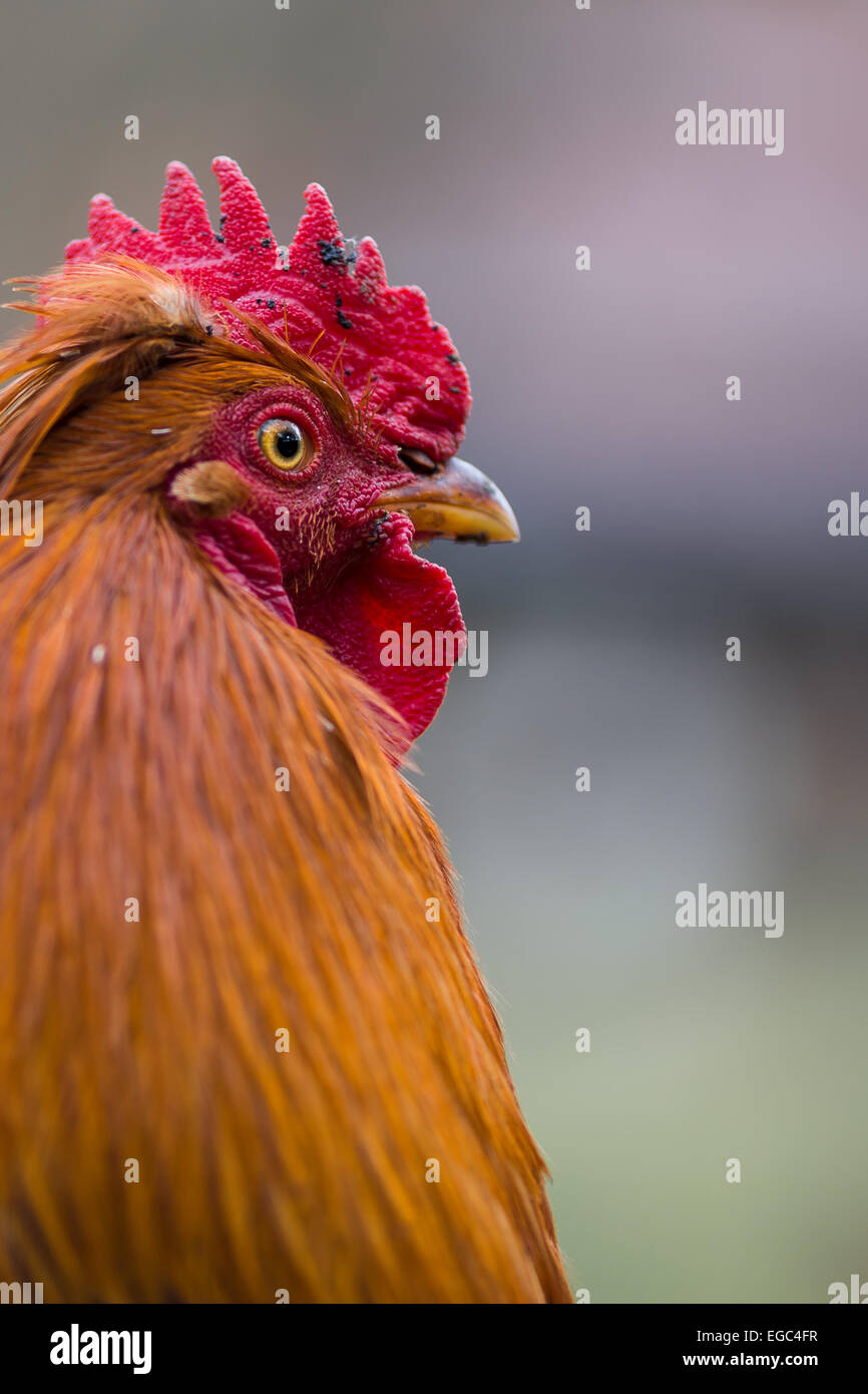 A colorful head of a rooster Stock Photo - Alamy