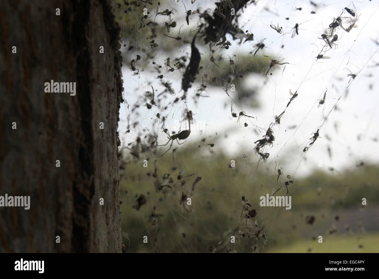 Victoria lake flies hi-res stock photography and images - Alamy