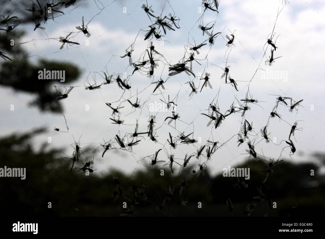 Victoria lake flies hi-res stock photography and images - Alamy