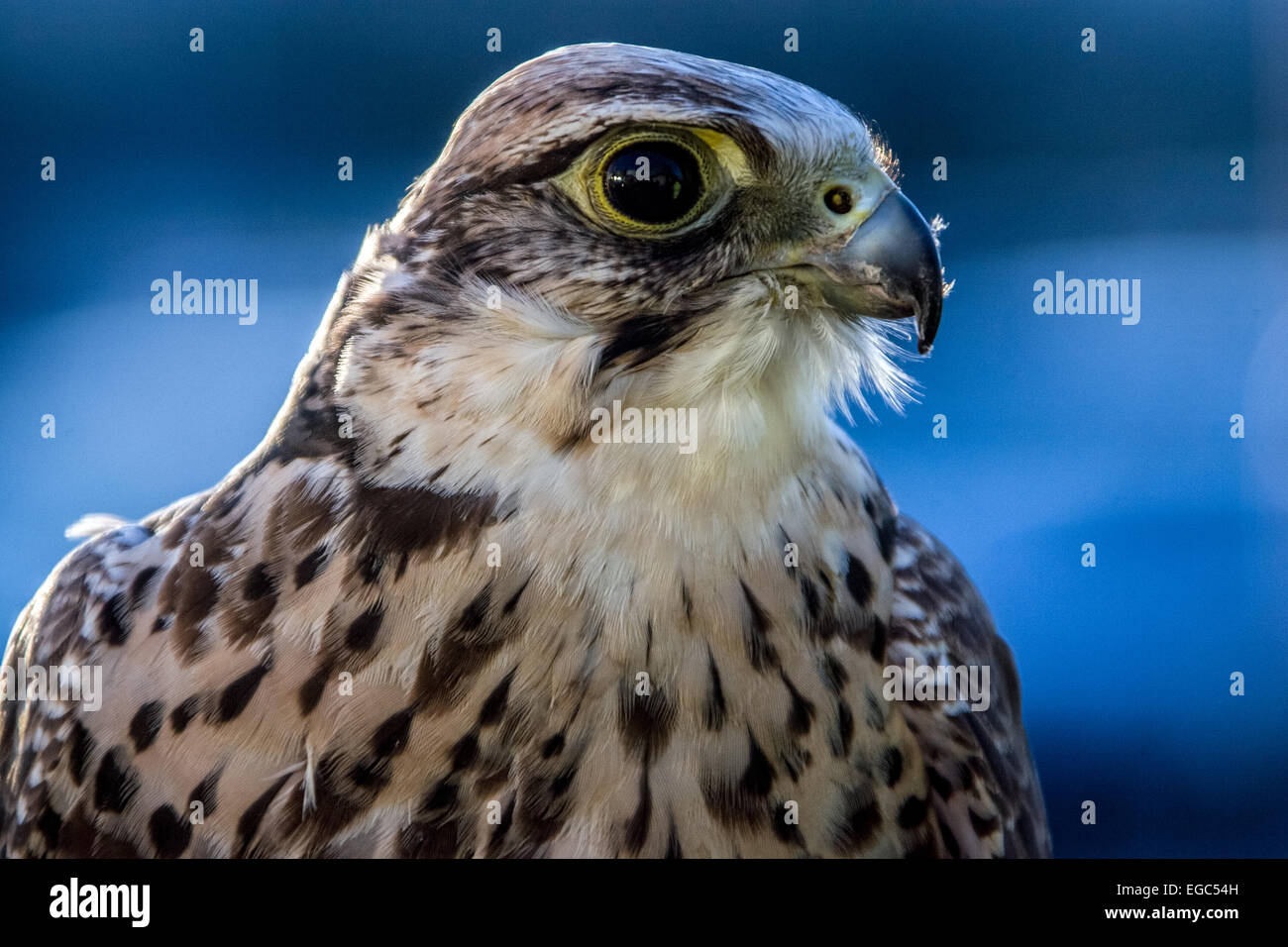 Falcon bird attack hi-res stock photography and images - Alamy
