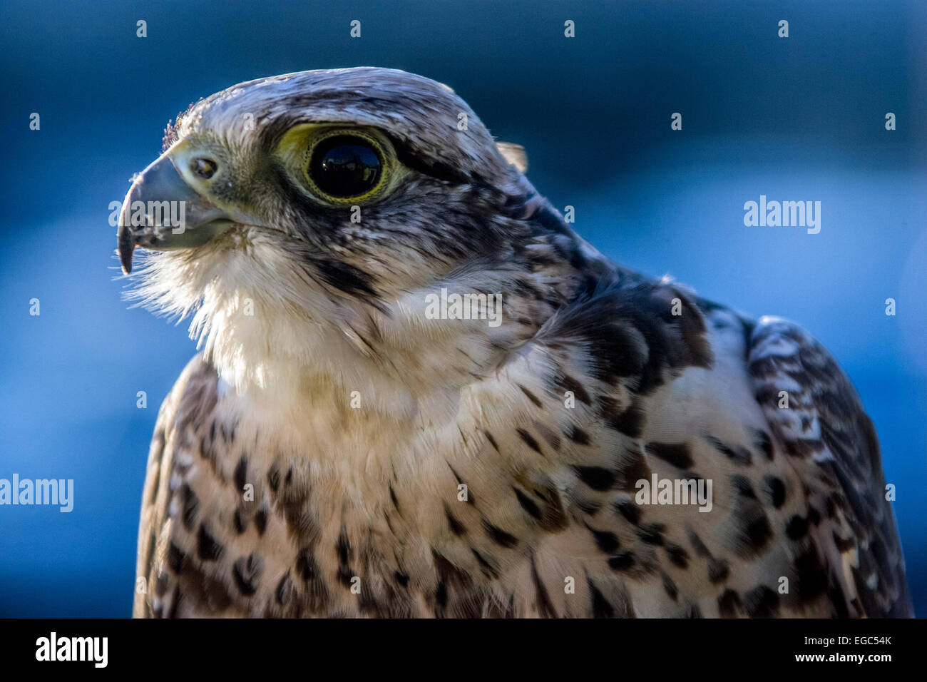 Falcon attack bird hi-res stock photography and images - Alamy