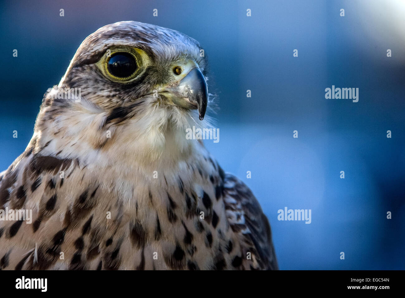 Lanner falcon (Falco biarmicus Stock Photo - Alamy