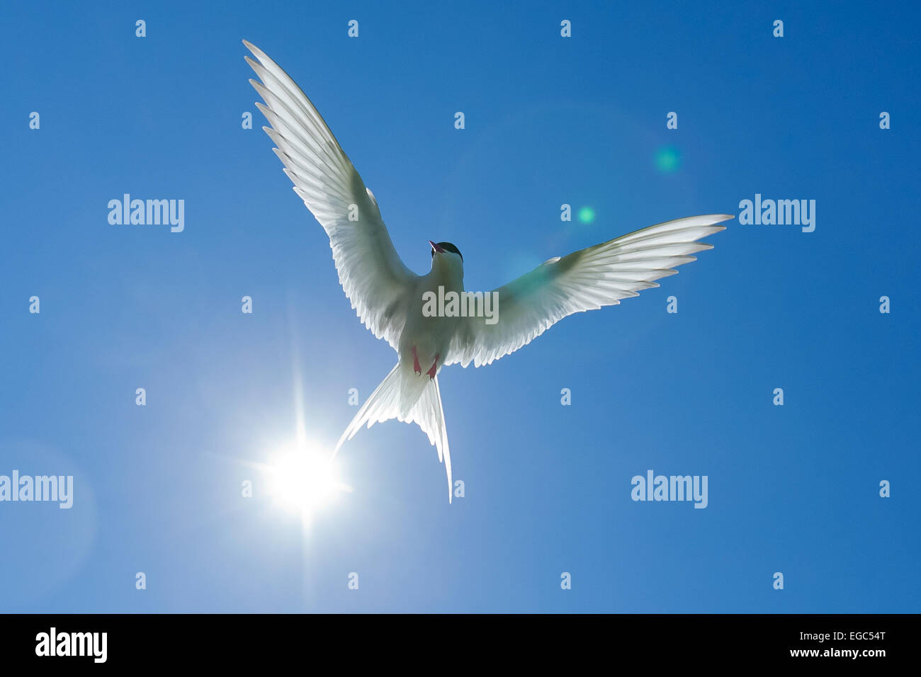 Sterna paradisaea migration hi-res stock photography and images - Alamy
