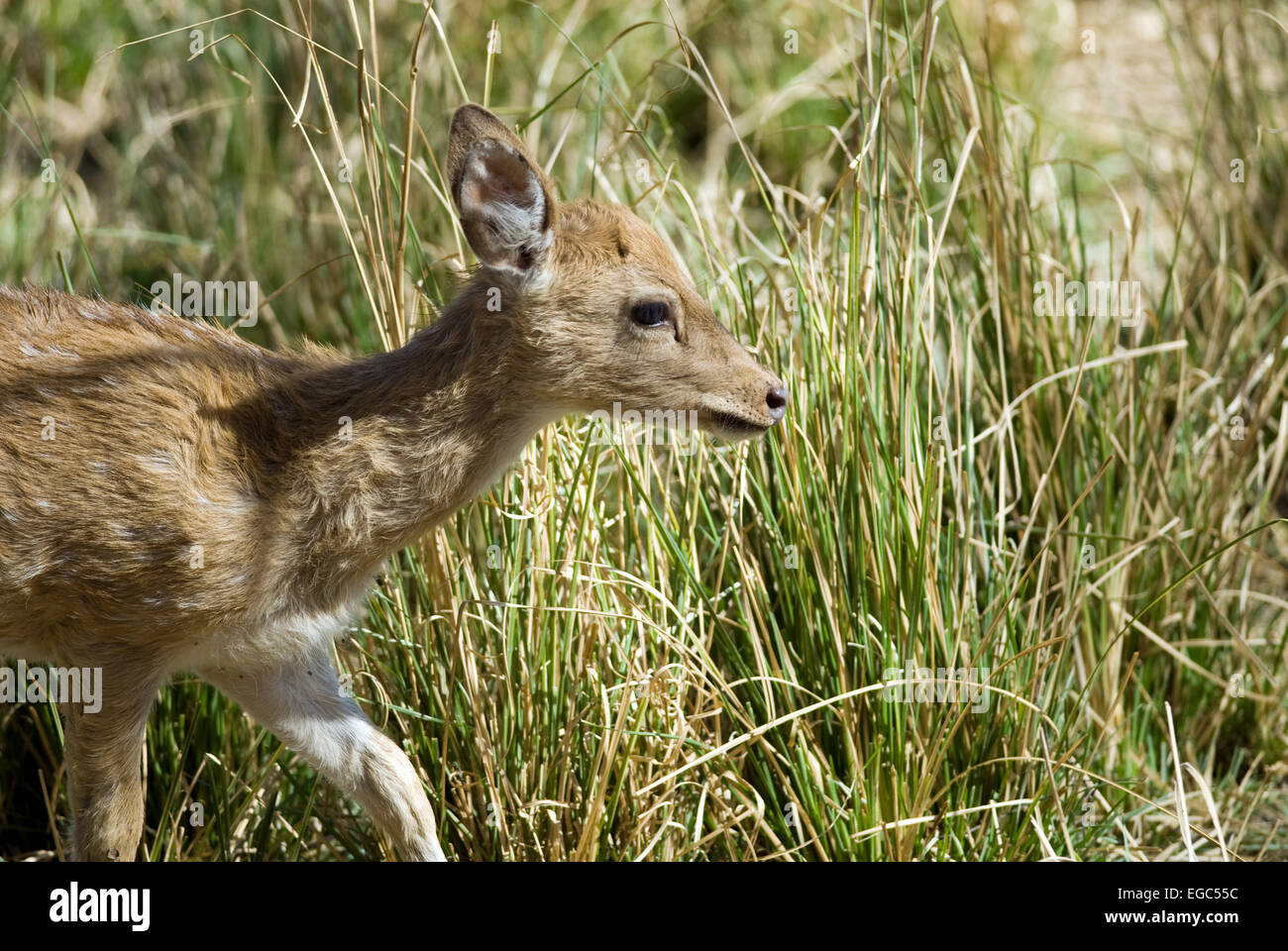 Hunting sambar deer hi-res stock photography and images - Alamy